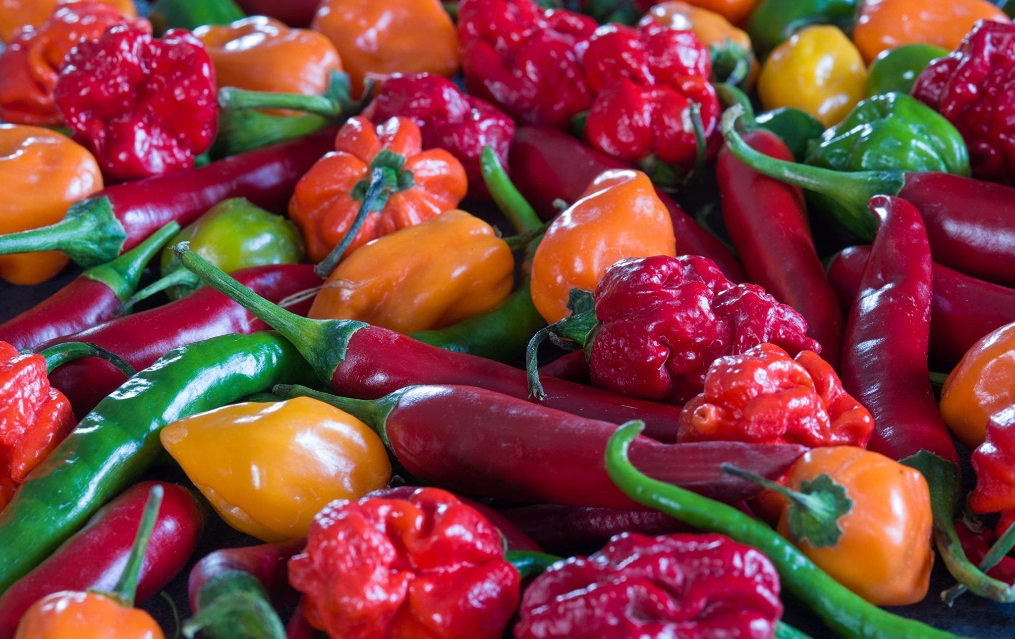 'Prairie Fire' Chilli Pepper - 12 x Plug Plant Pack – Acqua Tower