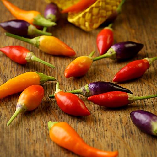 'Prairie Fire' Chilli Pepper - 12 x Plug Plant Pack – Acqua Tower