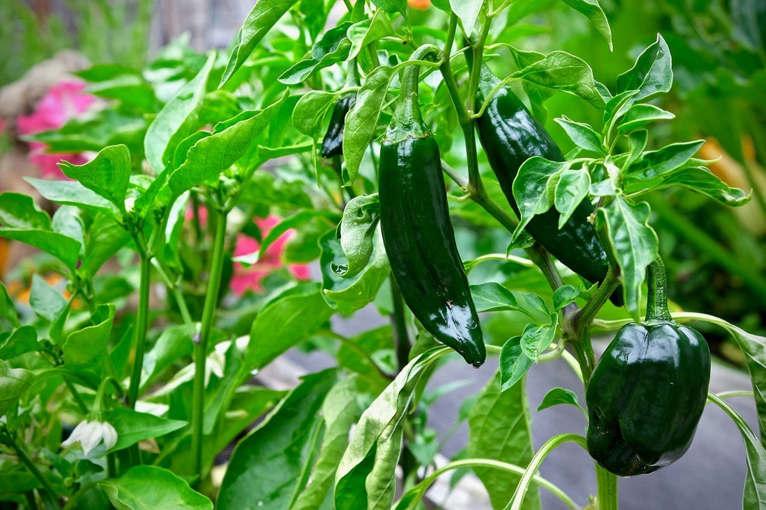 Chilli Plants - 'Poblano' - 6 x Plug Plant Pack – Acqua Tower