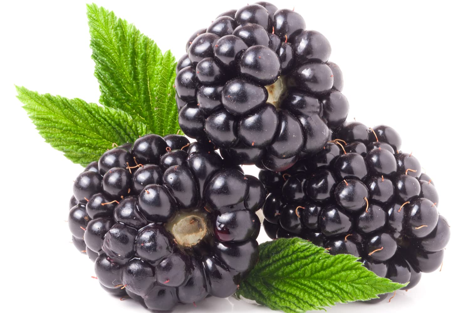 Fruit Plants - Blackberry - 1 x Full Plant in a 2 Litre Pot – Acqua Tower