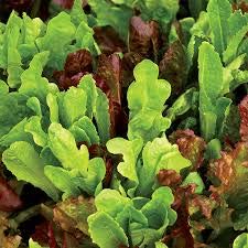 Lettuce 'Cut and Come Again' - 6 x Plug Plant Pack – Acqua Tower