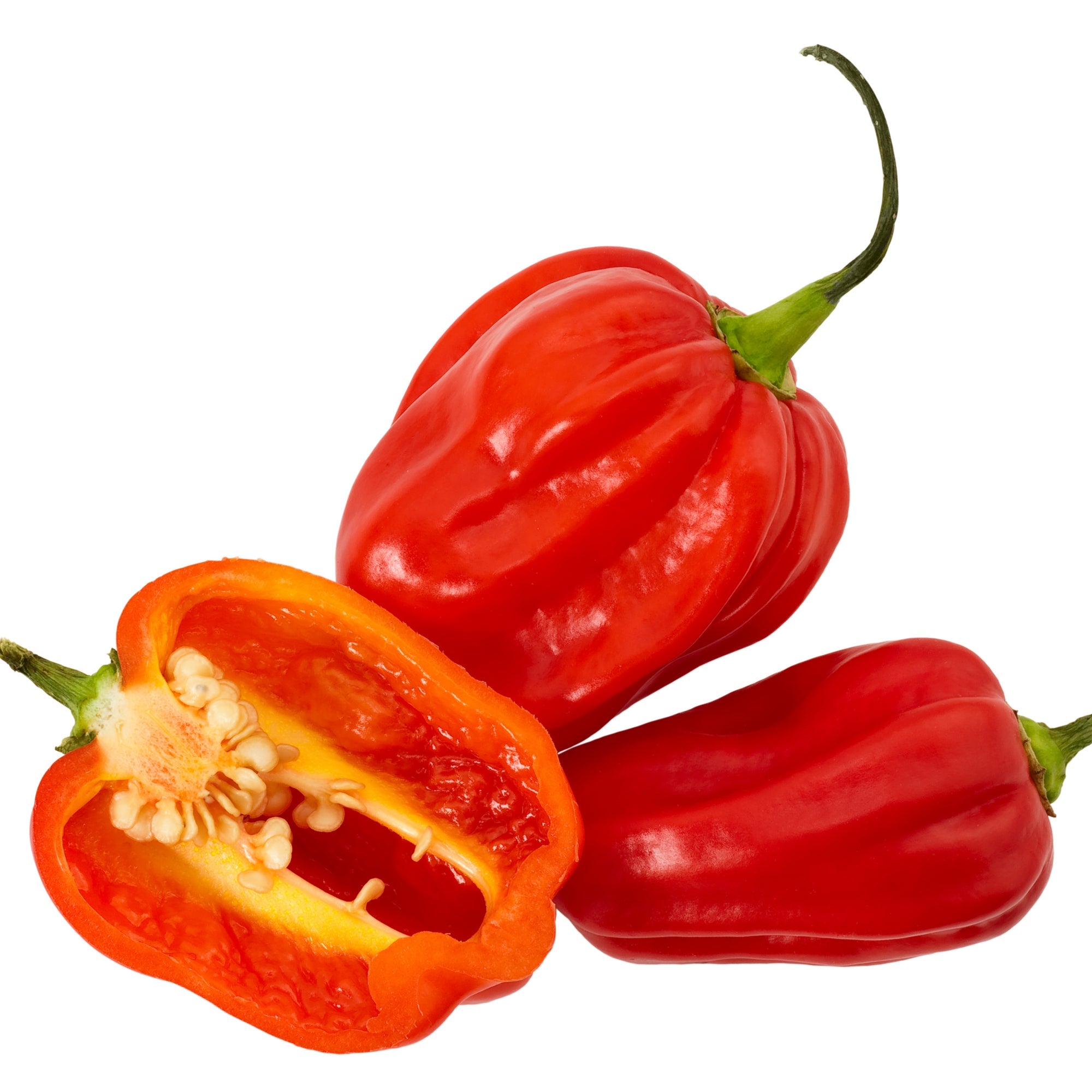 Chilli Pepper 'Scotch Bonnet Red' - 6 x Full Plants in 9cm Pots – Acqua ...
